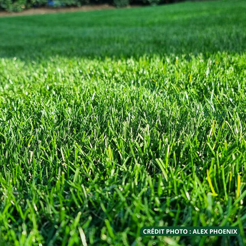 Gazon sportif robuste Team-Sport Sud - Résistant à la chaleur et à la ...